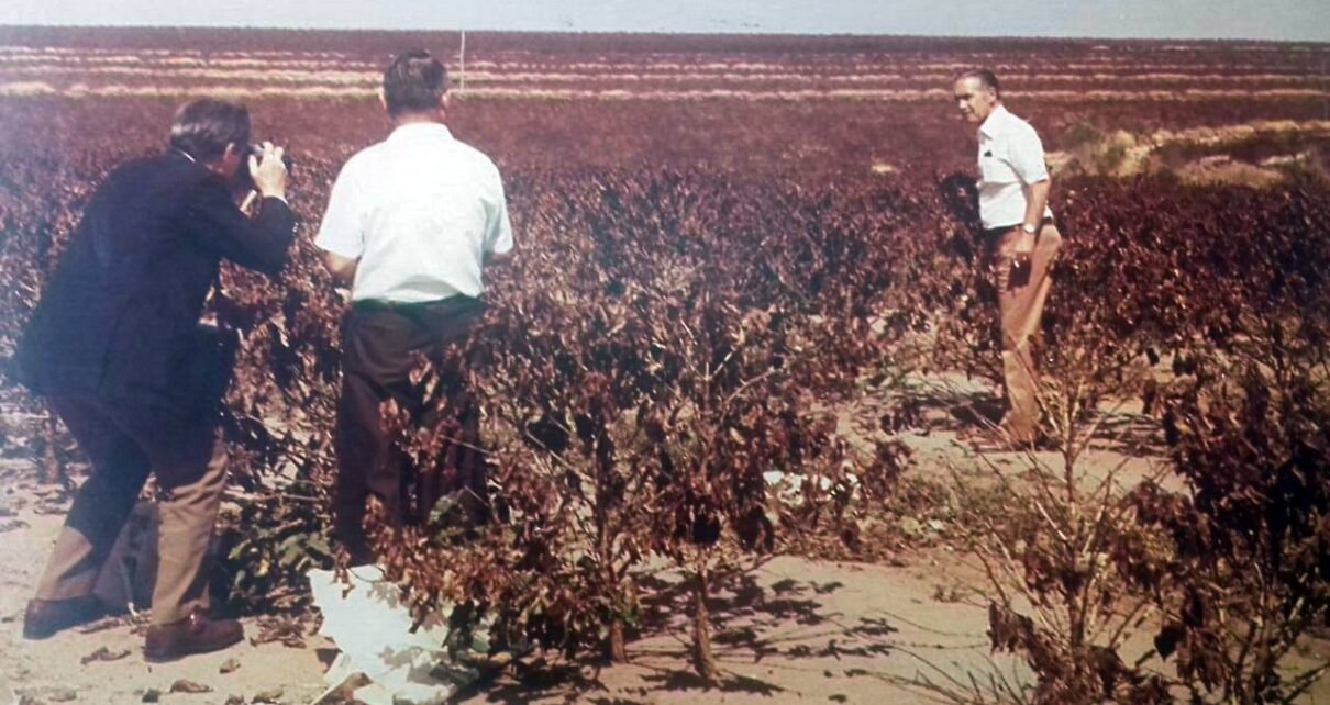 “Geada negra”, 48 anos: tragédia que mudou a história do Paraná - Ilha News